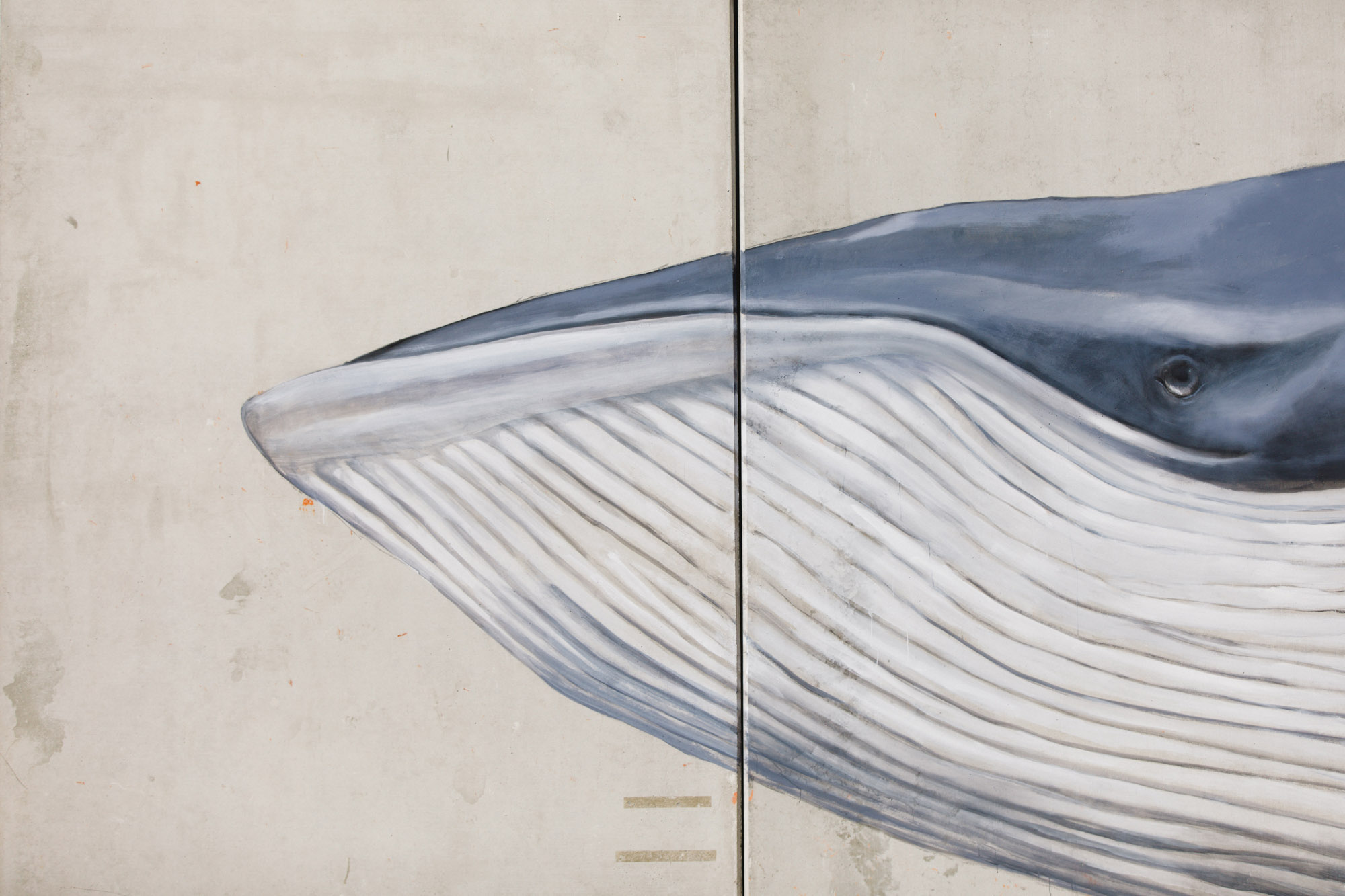 CetaceCan – Sea Walls